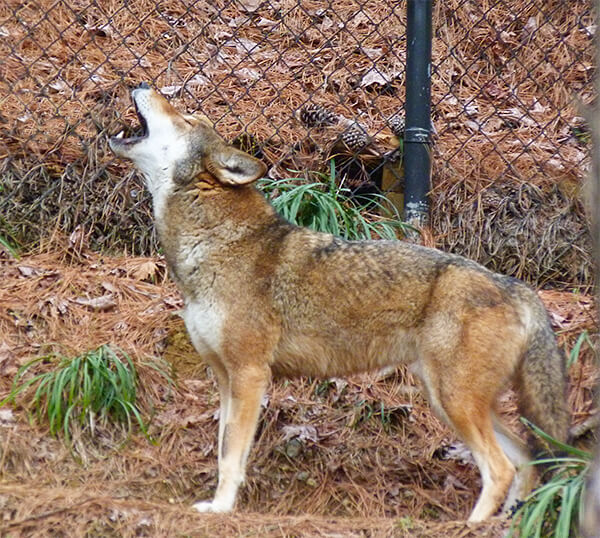 Red Wolf Howl | Nature Watch