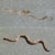 Copperhead vs Northern Water Snake | Nature Watch