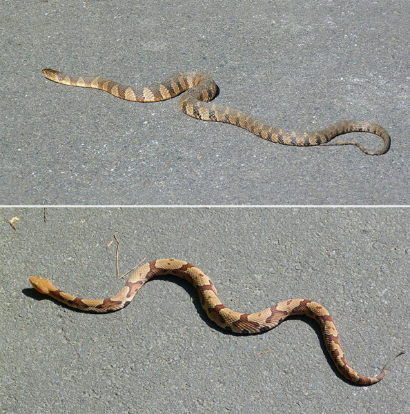 Copperhead vs Northern Water Snake | Nature Watch