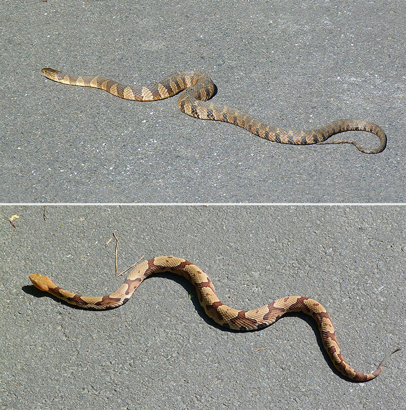 Copperhead vs Northern Water Snake | Nature Watch