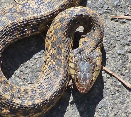 More Cold Weather Snake ID | Nature Watch