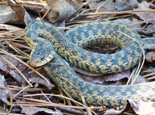 More Cold Weather Snake ID | Nature Watch