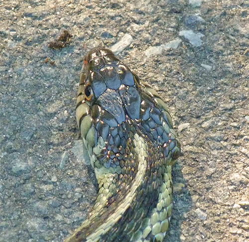 More Cold Weather Snake ID | Nature Watch