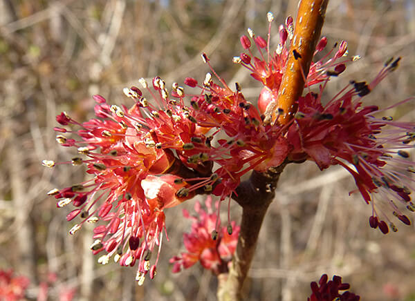 Spring, Almost | Nature Watch