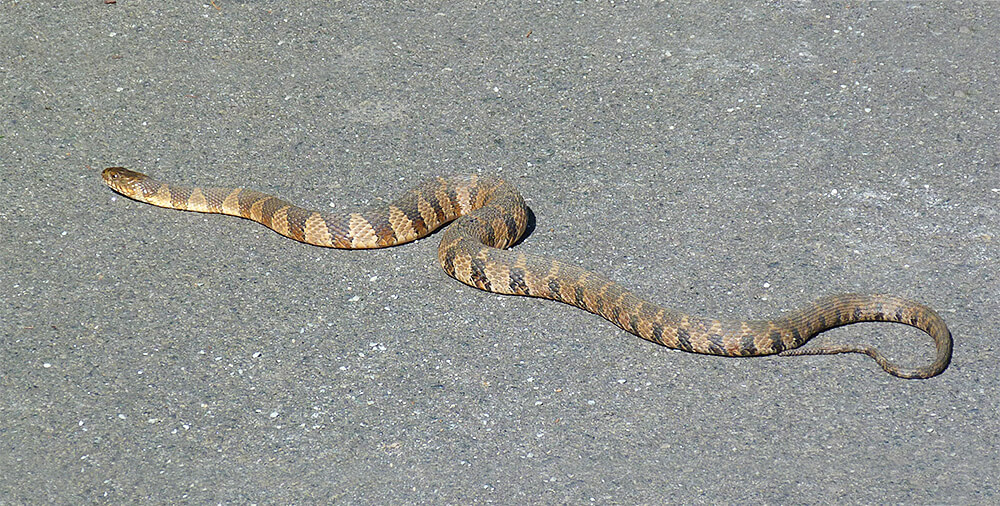 Copperhead vs Northern Water Snake | Nature Watch