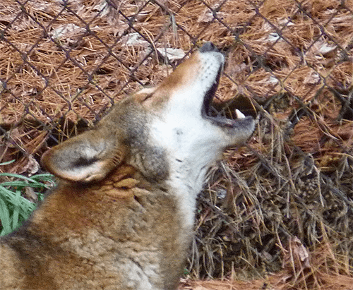 Howl, Howl, Howl | Nature Watch