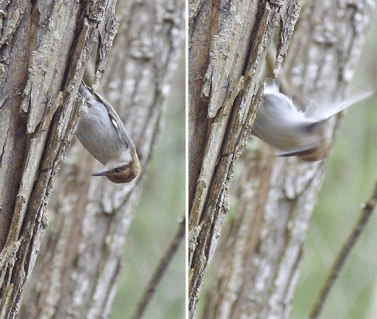 Nuthatch Excavation | Nature Watch