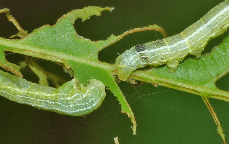 Worms (caterpillars), Everywhere! | Nature Watch
