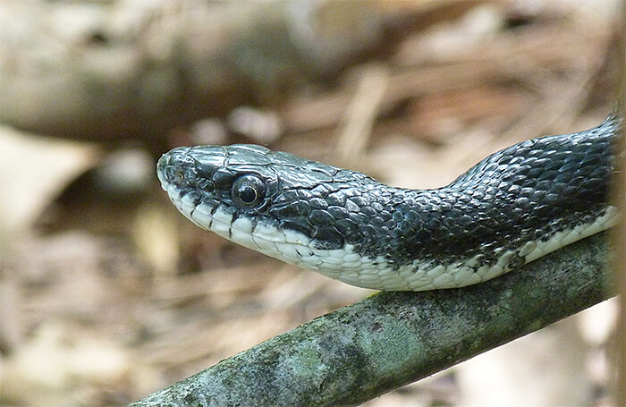 Two Snakes | Nature Watch