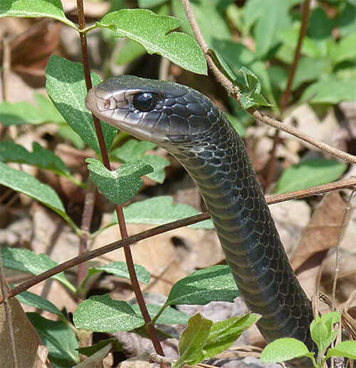Two Snakes | Nature Watch