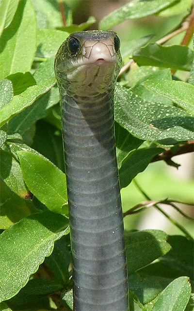 Two Snakes | Nature Watch