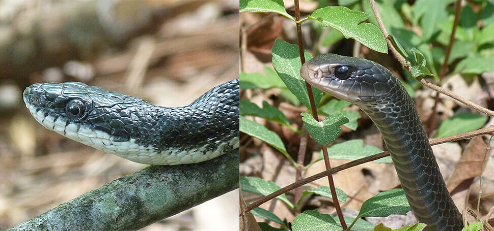 Two Snakes | Nature Watch
