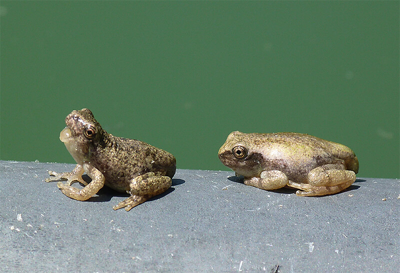 Summertime! | Nature Watch