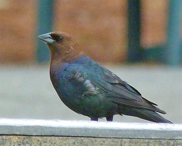 Three Birds | Nature Watch