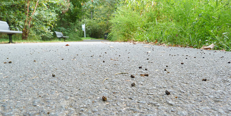Caterpillar Time | Nature Watch