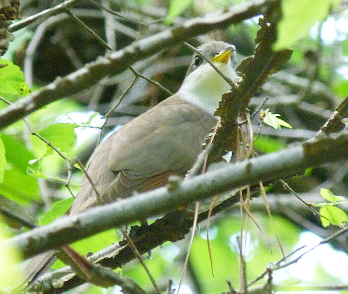 Three Birds | Nature Watch