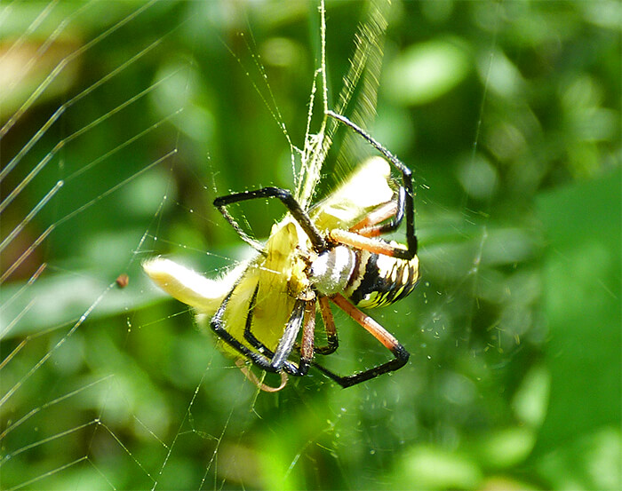 Spider Time | Nature Watch