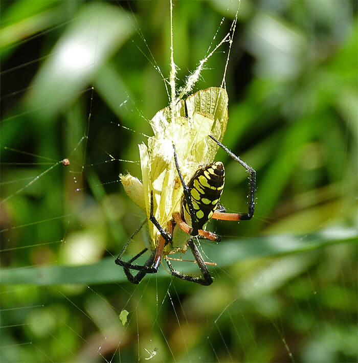 Spider Time | Nature Watch