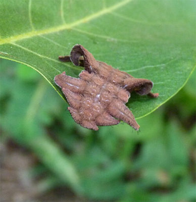 The Monkey Slug | Nature Watch