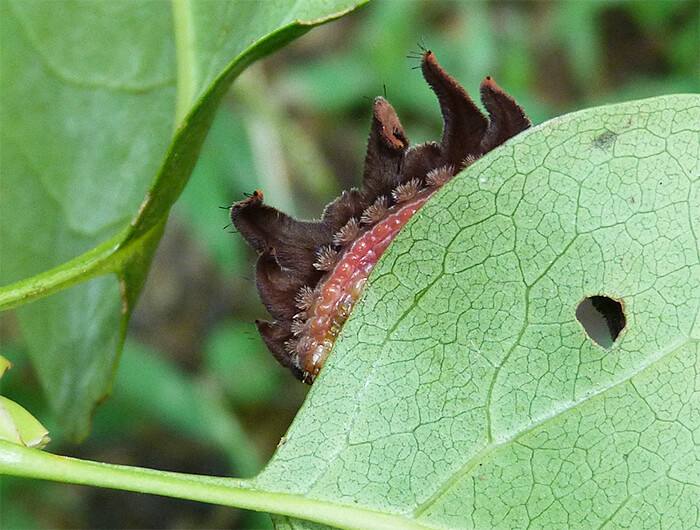 The Monkey Slug | Nature Watch
