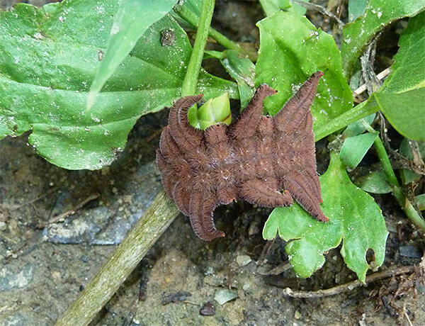 The Monkey Slug | Nature Watch