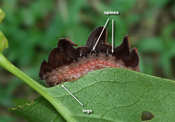 The Monkey Slug | Nature Watch