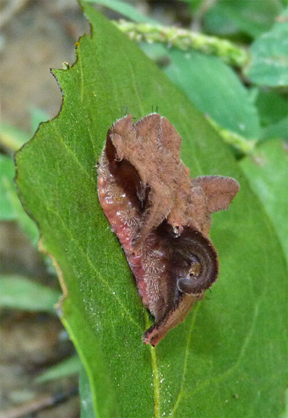 The Monkey Slug | Nature Watch
