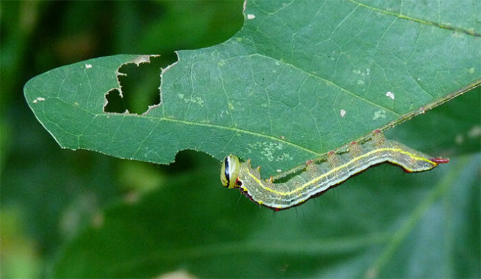 Early Fall Sightings. | Nature Watch