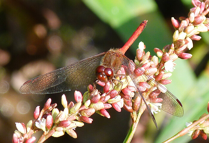 Autumn Meadowhawks and Other Fall Things | Nature Watch