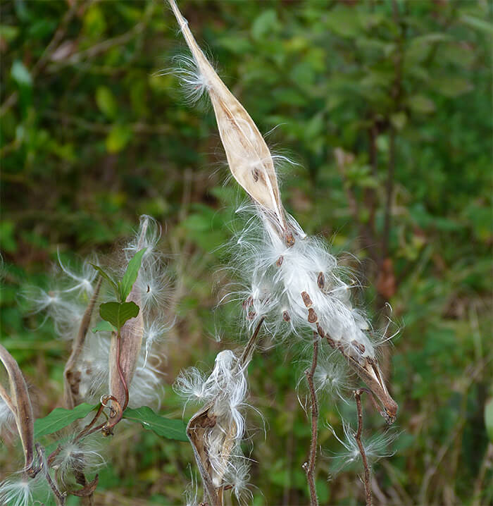 Seed Dispersal | Nature Watch