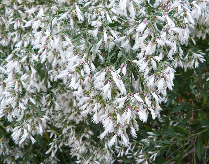 Seed Dispersal | Nature Watch