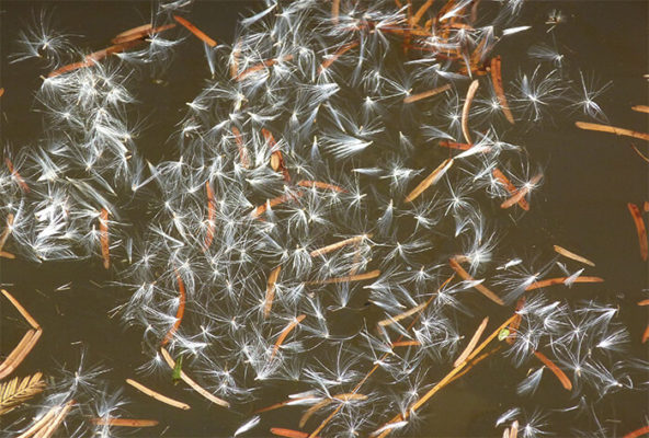 Seed Dispersal | Nature Watch