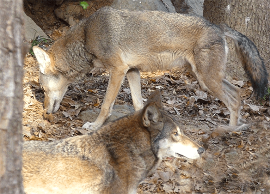 Red Wolf Update 11.28.16 | Nature Watch