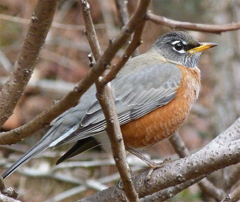 What Happened Here? | Nature Watch
