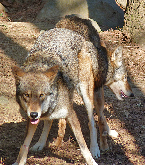 News Flash from the Red Wolf Enclosure! | Nature Watch