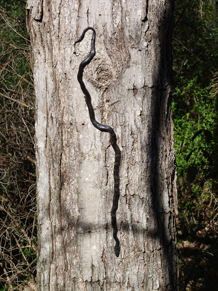 Cold Weather Snake | Nature Watch