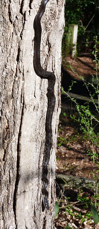 Cold Weather Snake | Nature Watch