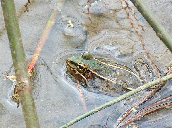 A Frog First and a Lingering Duck | Nature Watch