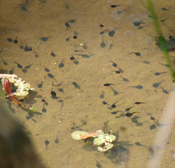 Reptiles and Amphibians | Nature Watch