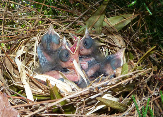 New Additions (4) at Red Wolf Exhibit | Nature Watch