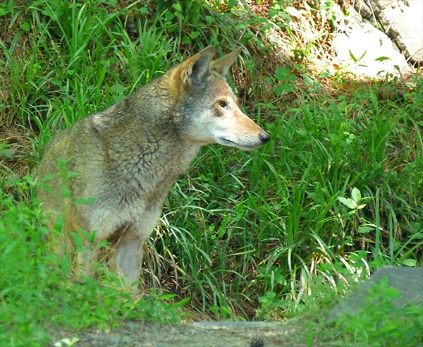 Red Wolf Pups and Family | Nature Watch