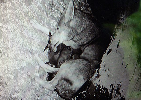Red Wolf Pups and Family | Nature Watch