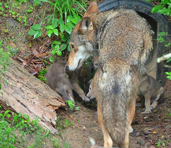 Red Wolf Pups | Nature Watch