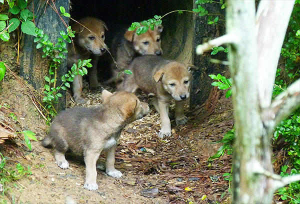 Red Wolf Pups | Nature Watch
