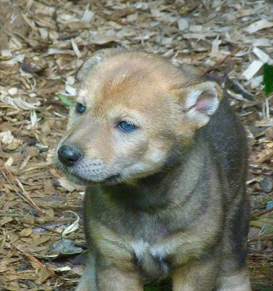 More Red Wolf Pup Photos | Nature Watch