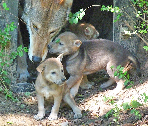 More Red Wolf Pup Photos | Nature Watch