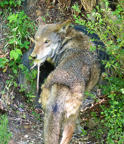 Red Wolf Pups and Family | Nature Watch