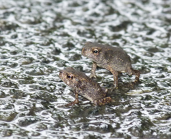 Toads Aplenty | Nature Watch
