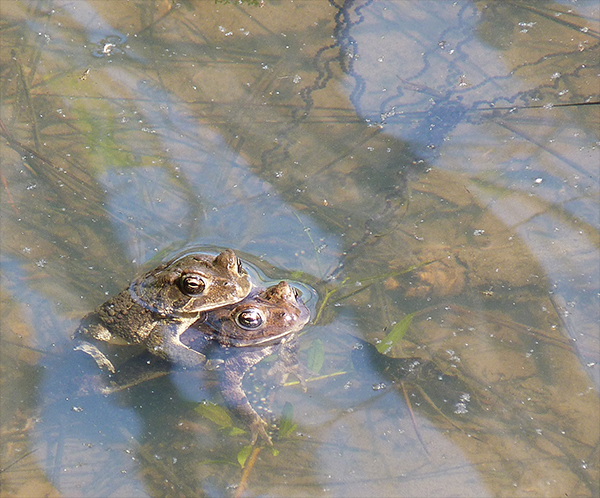 Toads Aplenty | Nature Watch