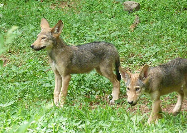 Red Wolf Pups | Nature Watch